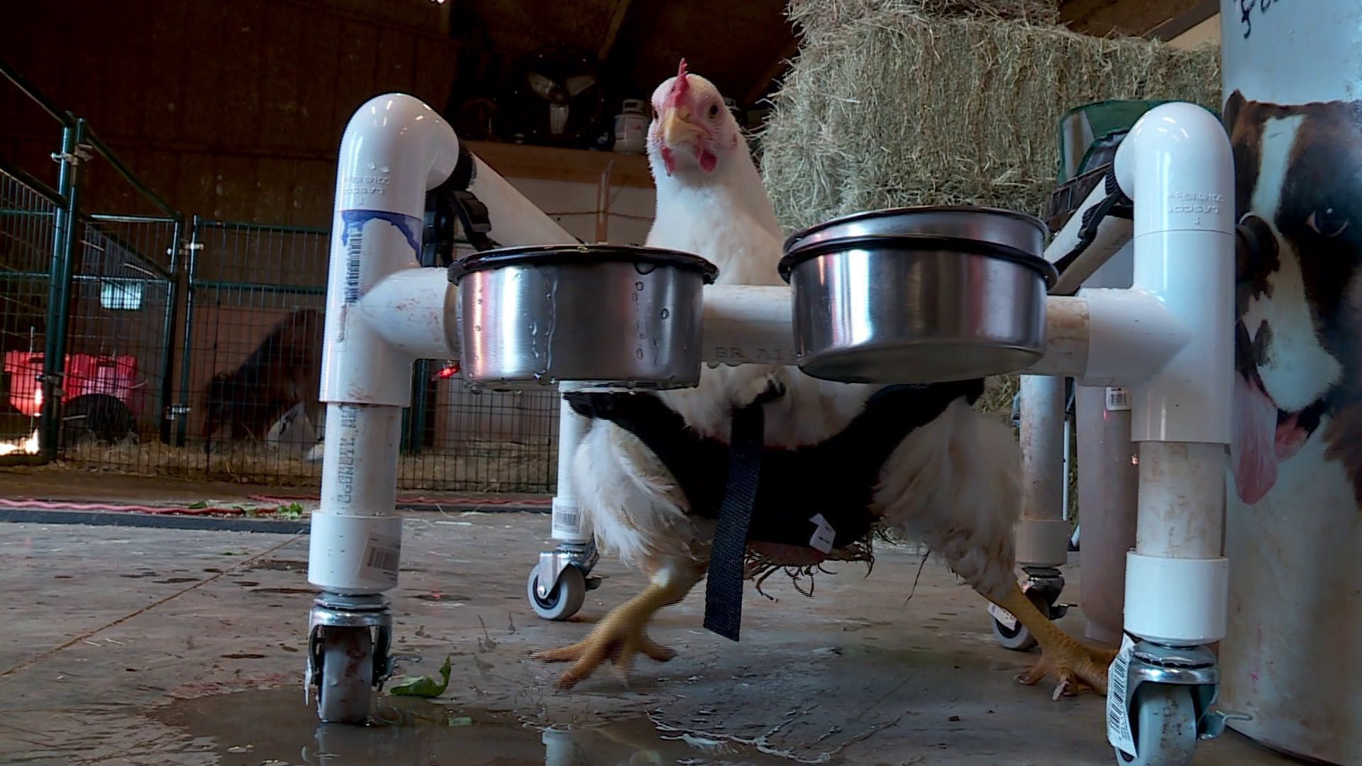 Injured Chicken Gets Wheelchair At Oklahoma Sanctuary | 5newsonline.com