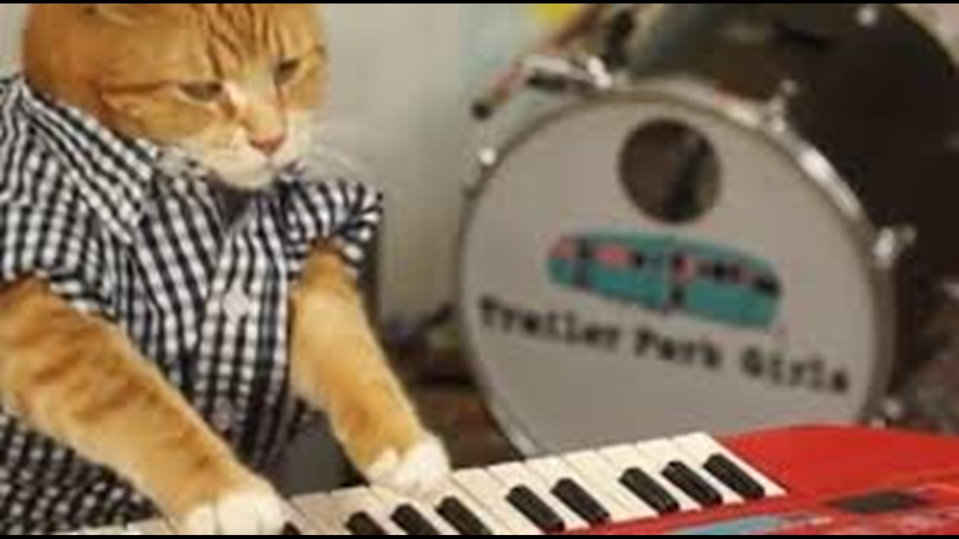 BLOG: Keyboard Cat Is Back | 5newsonline.com