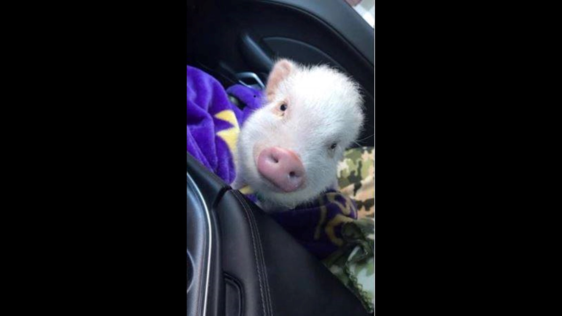 Missing Pig Found And Returned To Owner | 5newsonline.com
