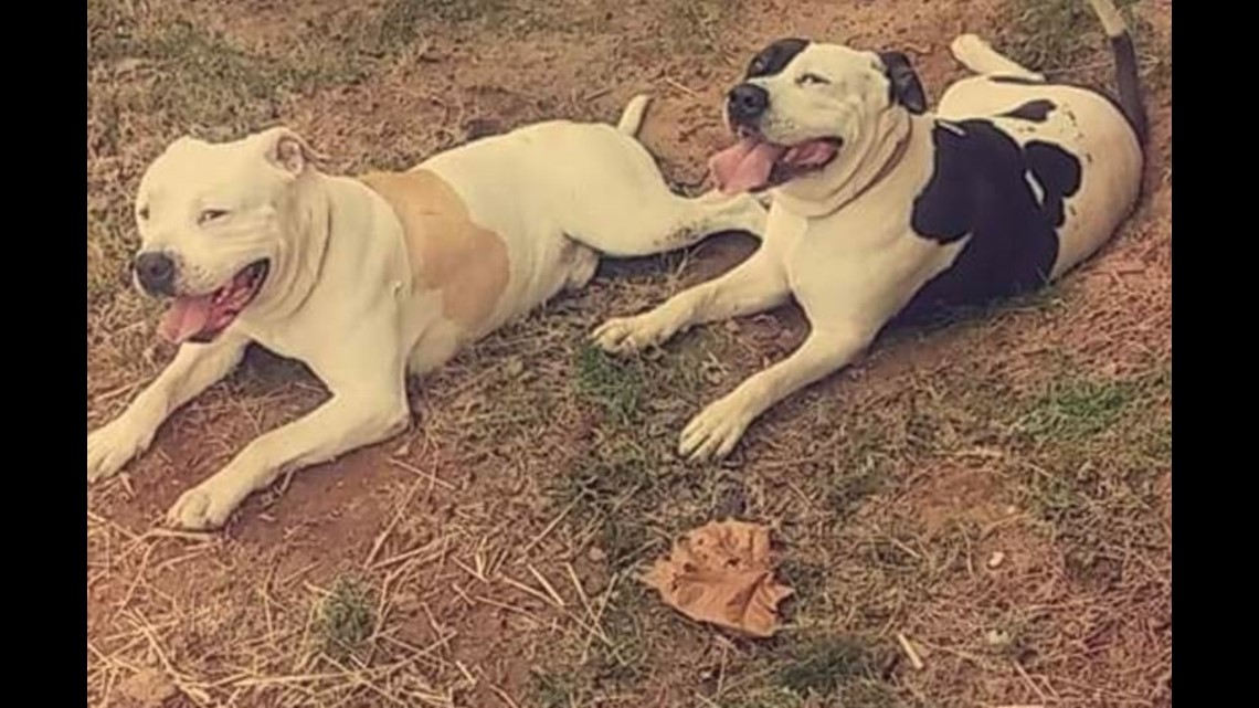 Police: ‘Aggressive’ Pit Bulls Shot By Heavener Officer | 5newsonline.com