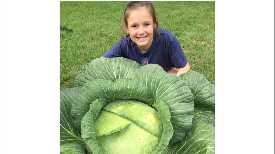 Arkansas Third Grader Grows Giant Cabbage For Nationwide Contest ...