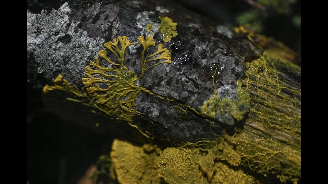 Meet The ‘Blob’: Paris Zoo Unveils Unusual Organism That Can Heal Itself And Has 720 Sexes ...