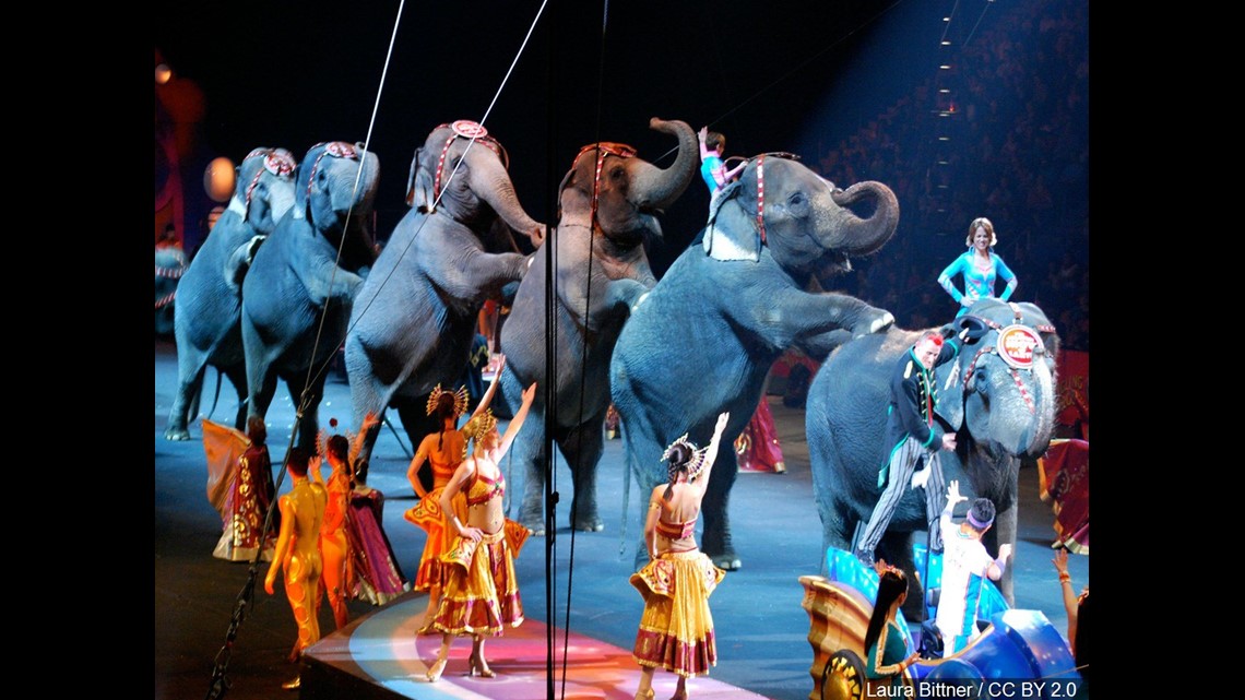 New California Law Bans Most Animals From Circuses | 5newsonline.com