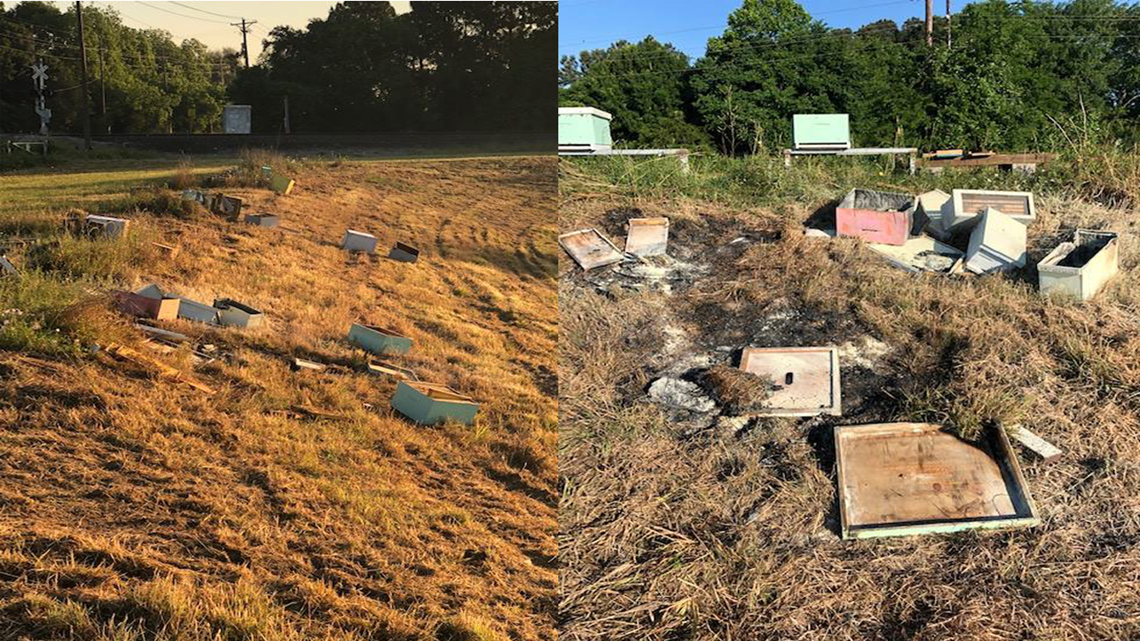 Someone Burned Beehives In Texas And Killed More Than Half A Million ...