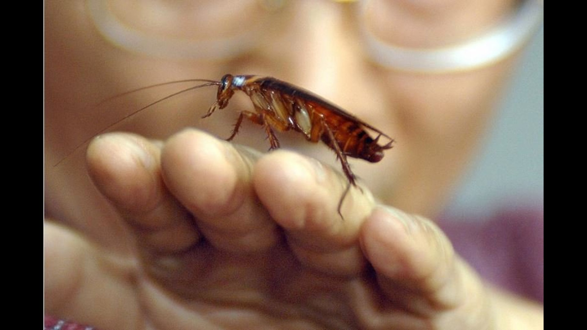 Cockroach Milk: The Next Superfood? | 5newsonline.com
