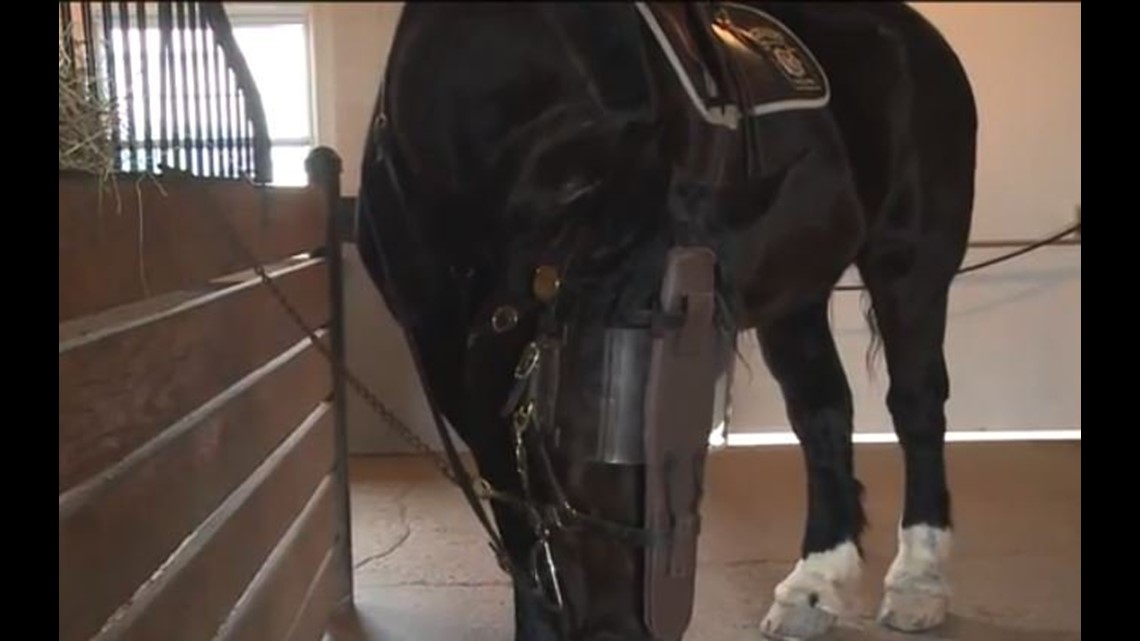 State Police Mounted Patrol Units Prepare For Super Bowl Crowds In ...