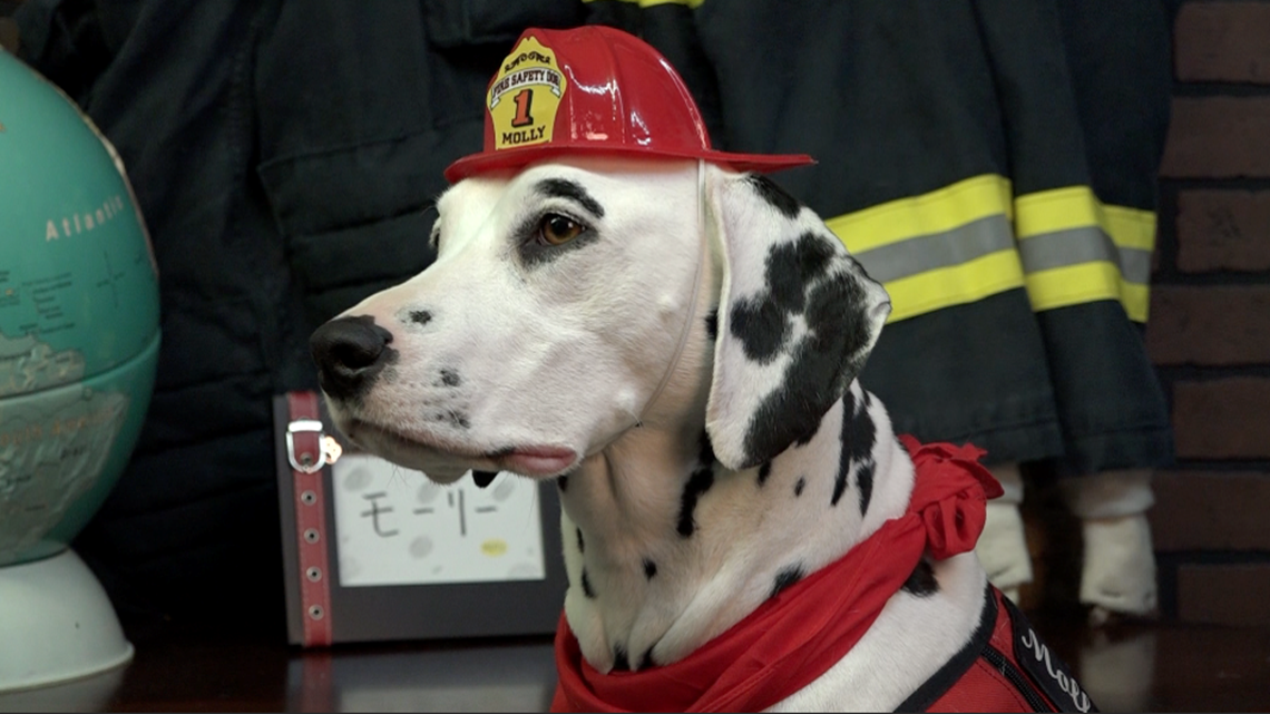 Molly The Fire Safety Dog Nominated For National Award | 5newsonline.com