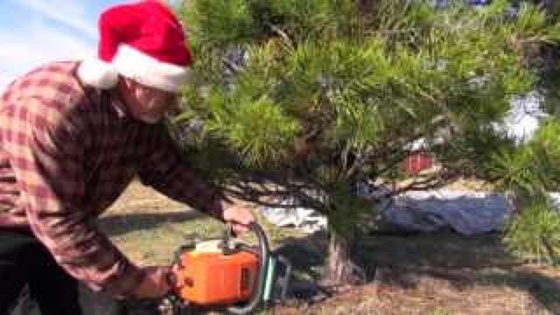 Adventure Arkansas: Pine Grove Christmas Tree Farm | 5newsonline.com