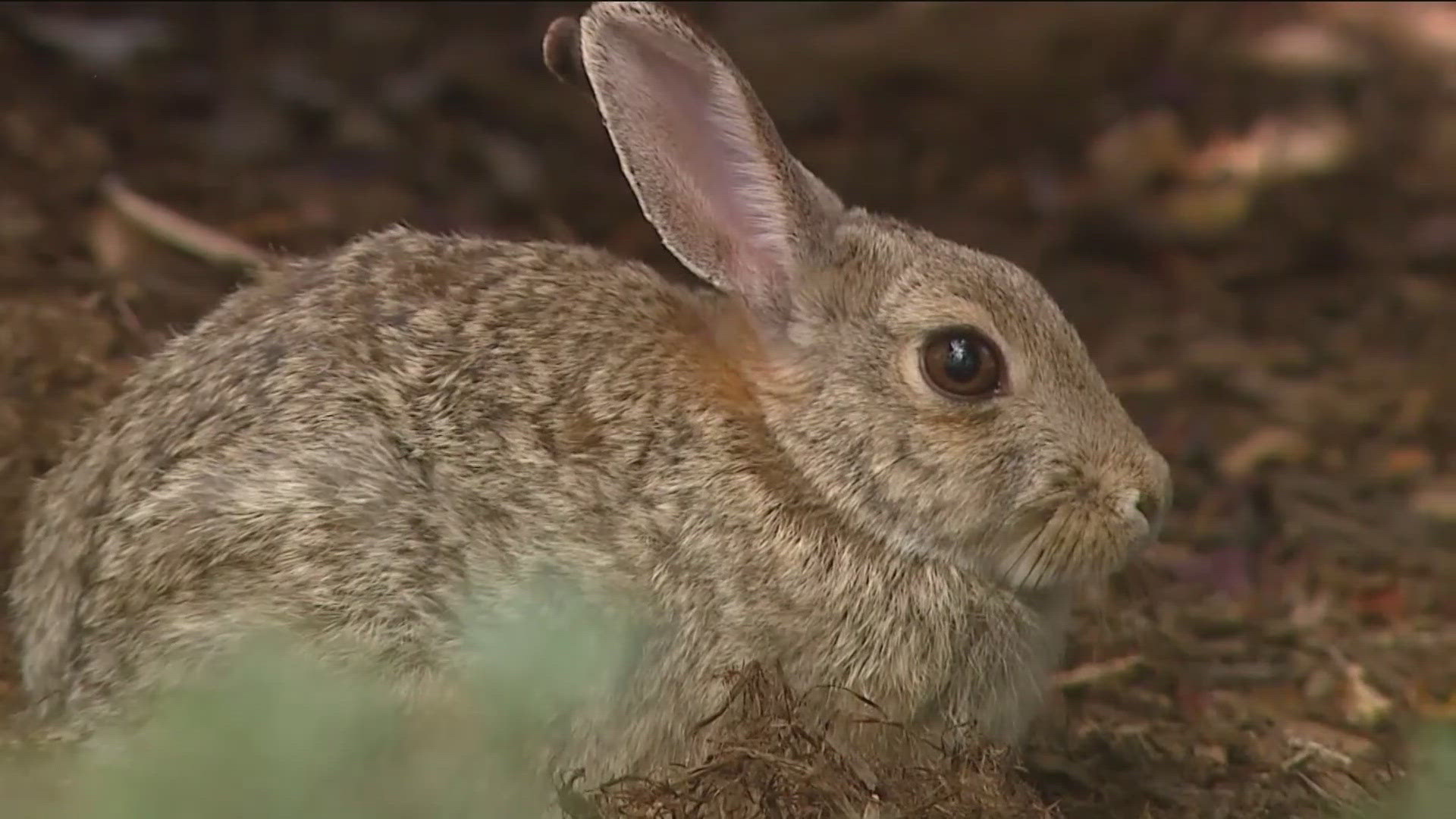 CDC: Rabbit fever increases by 56% in US | 5newsonline.com
