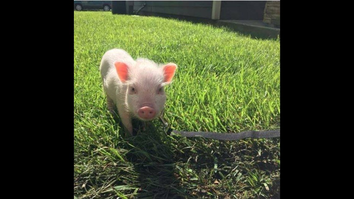 Missing Pig Found And Returned To Owner | 5newsonline.com