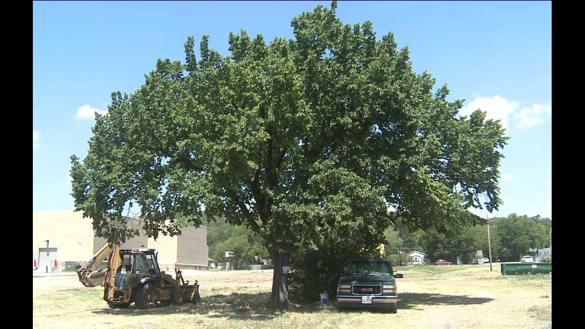 Girl Saves Tree from Being Uprooted | 5newsonline.com