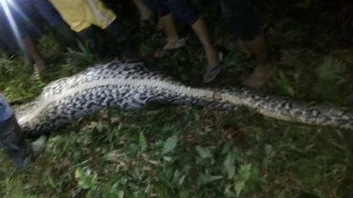23-Foot-Long Python Swallows Man Whole In Indonesia | 5newsonline.com