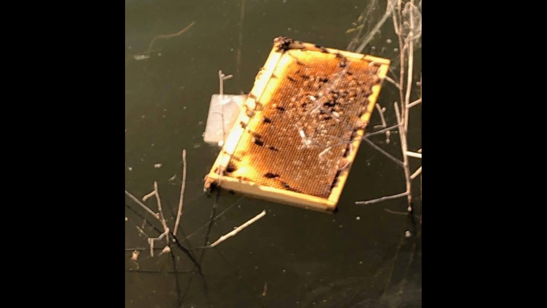 Someone Burned Beehives In Texas And Killed More Than Half A Million ...