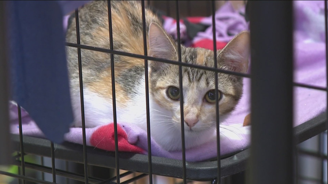 Northwest Arkansas business rehomes feral cats to protect bird ...