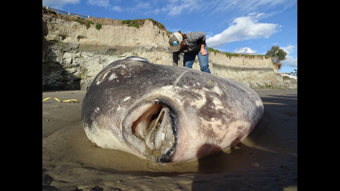 A Huge, Strange-Looking Fish Washed Up On A California Beach ...