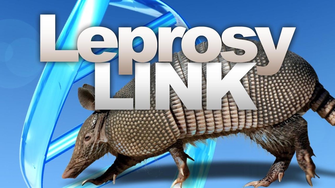 Armadillos Cause Spike In Leprosy Cases In Florida | 5newsonline.com