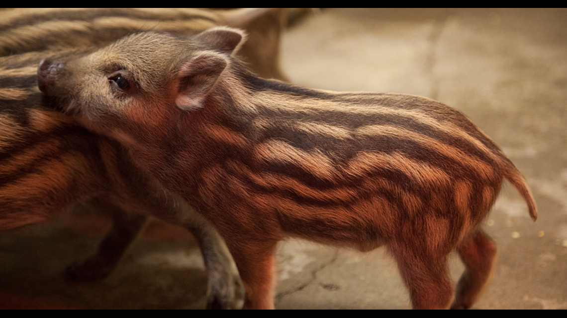 It’s A Razorback! Tusk V, Future UA Mascot, Introduced | 5newsonline.com