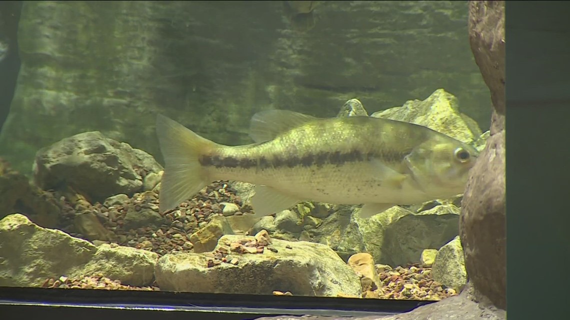 Springdale nature center helping local fishers gear up for the season ...