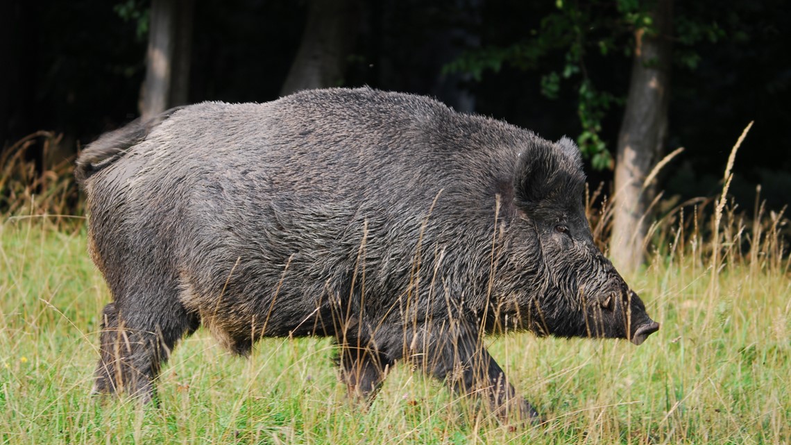 AGF reaches out to residents to help feral hog population | 5newsonline.com