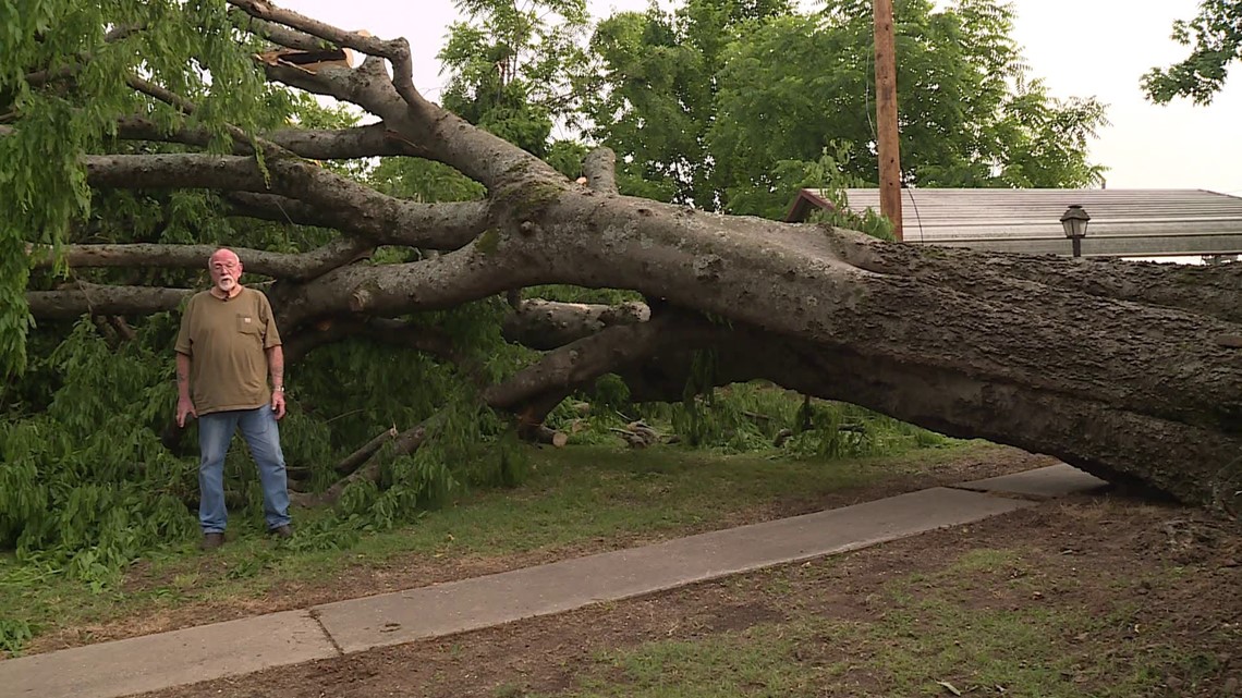Beloved Family Tree Lost In Storms Estimated To Be Century Old ...
