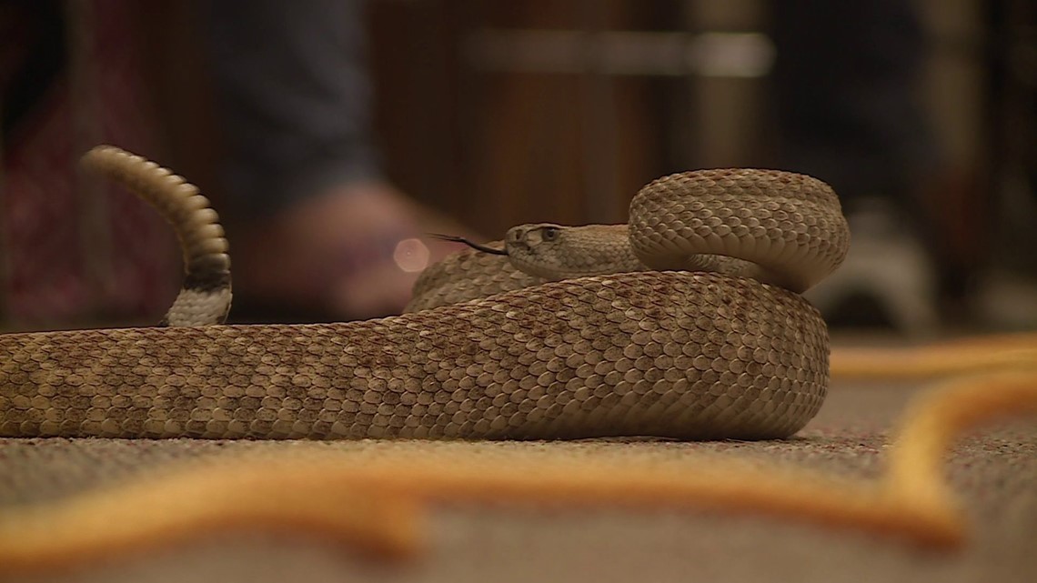 How To Avoid Snakes In The Grass During Your Easter Egg Hunt ...