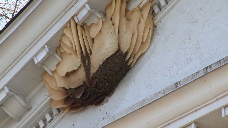 Photos: Channel 5 Beehive | 5newsonline.com