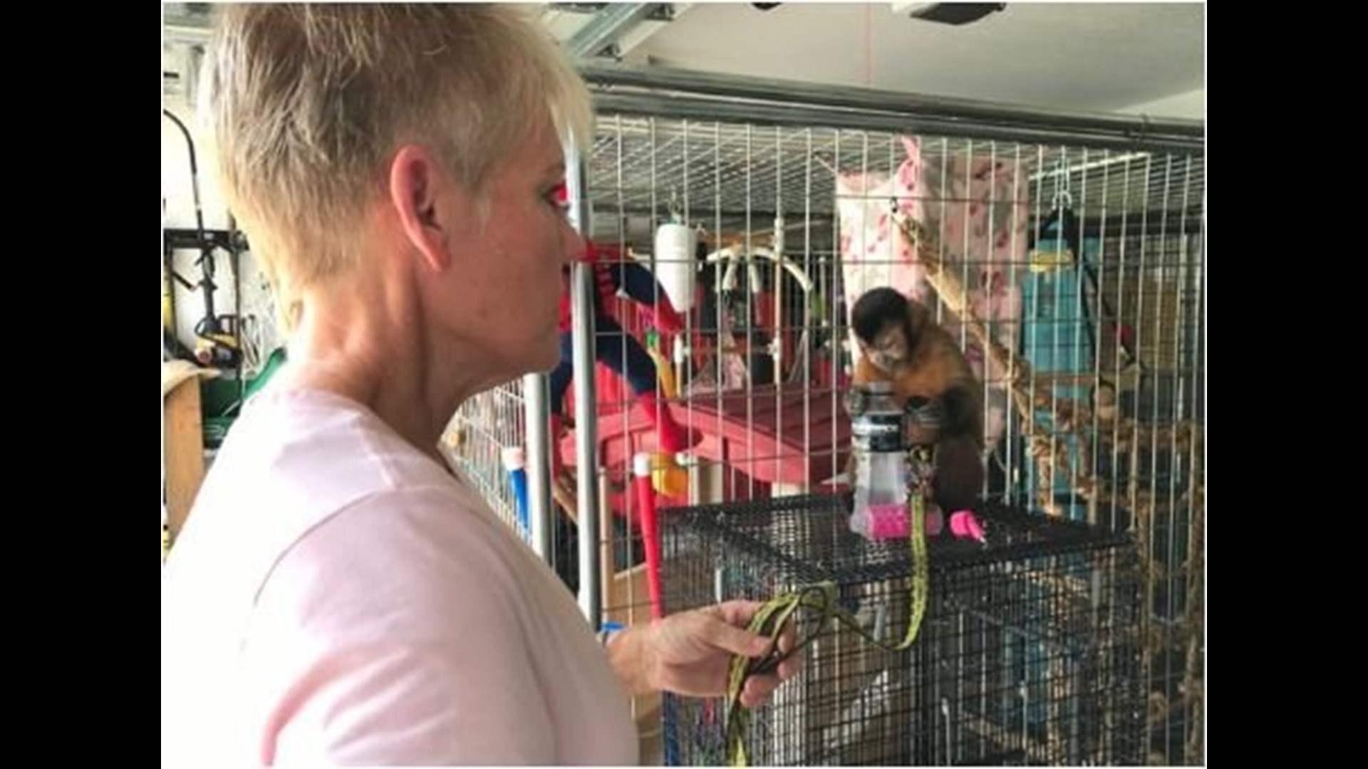 FL: Monkey Bites Child’s Hand At Restaurant | 5newsonline.com