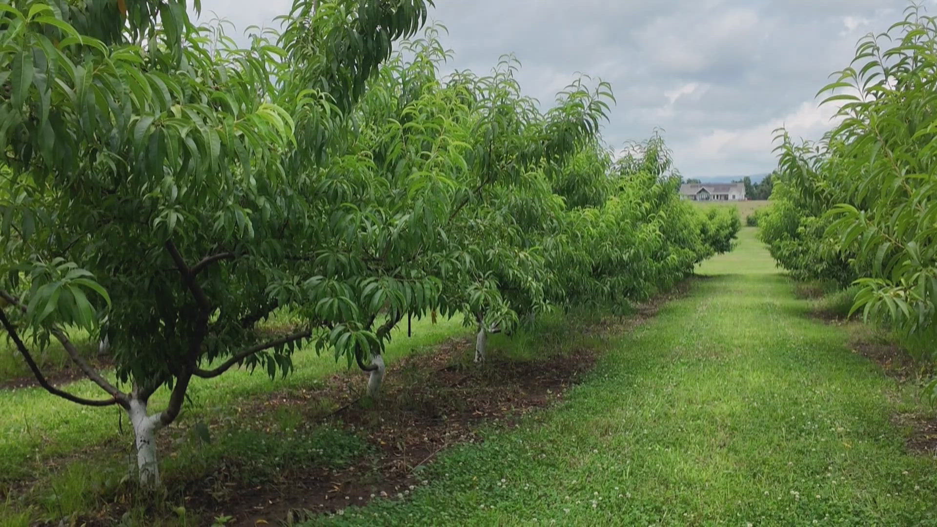 Arkansas peach farm loses crop to spring freeze | 5newsonline.com