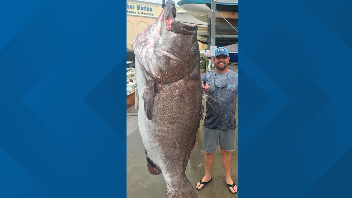 ‘A Big Old Fish!’: 350-Pound Grouper Caught In Southwest Florida ...