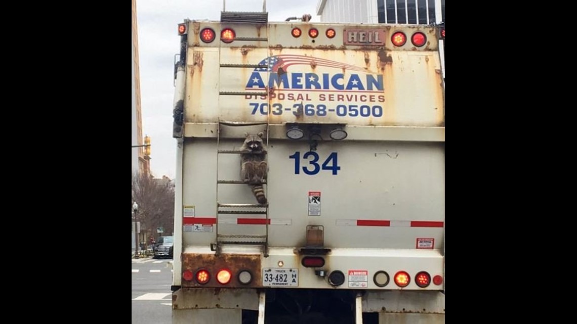 Raccoon Stuck On Garbage Truck Reminds Us, ‘Hang In There ...