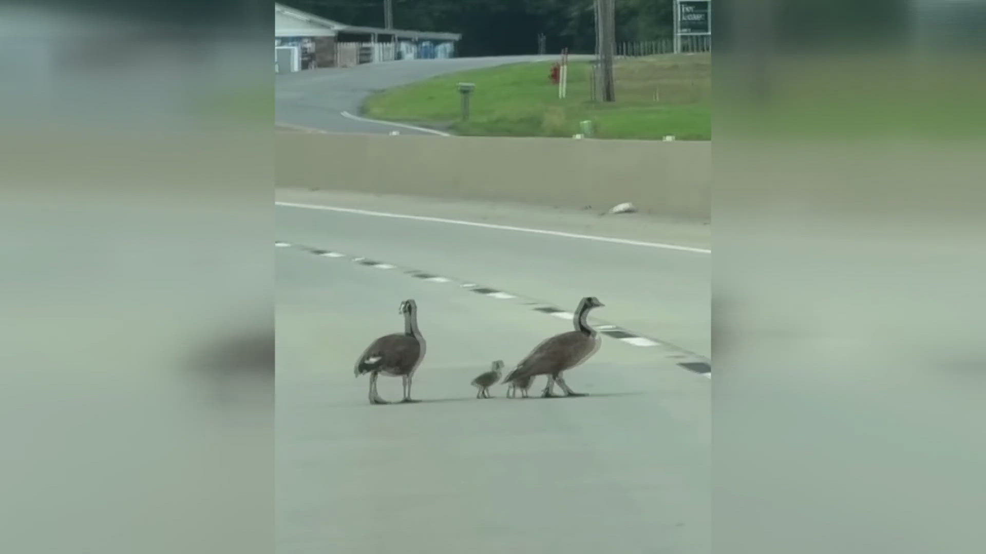 Arkansas State Police trooper seen running over baby goose in the ...