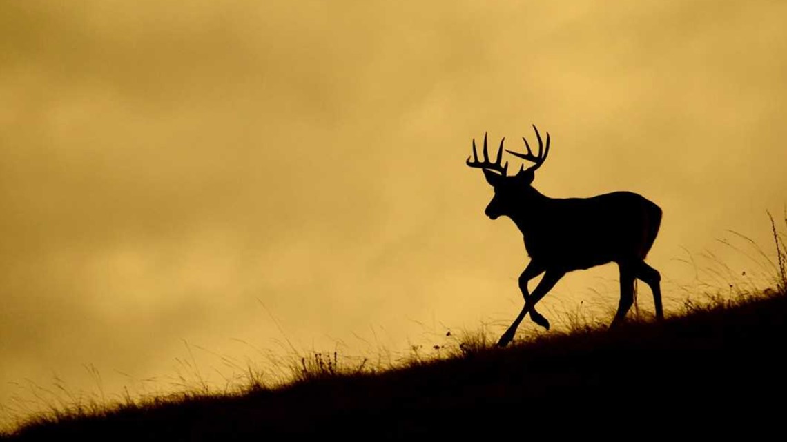Cherokee Nation to hold controlled deer hunt on new preserve land ...