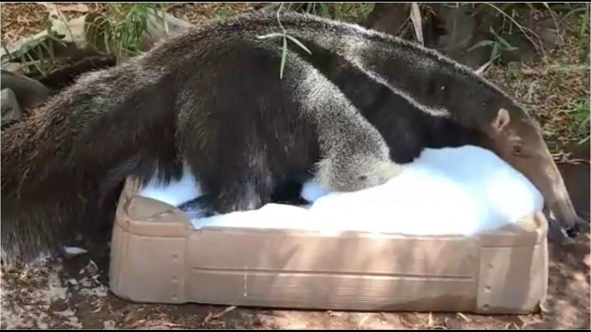 There’s A Cool Anteater At The Phoenix Zoo | 5newsonline.com