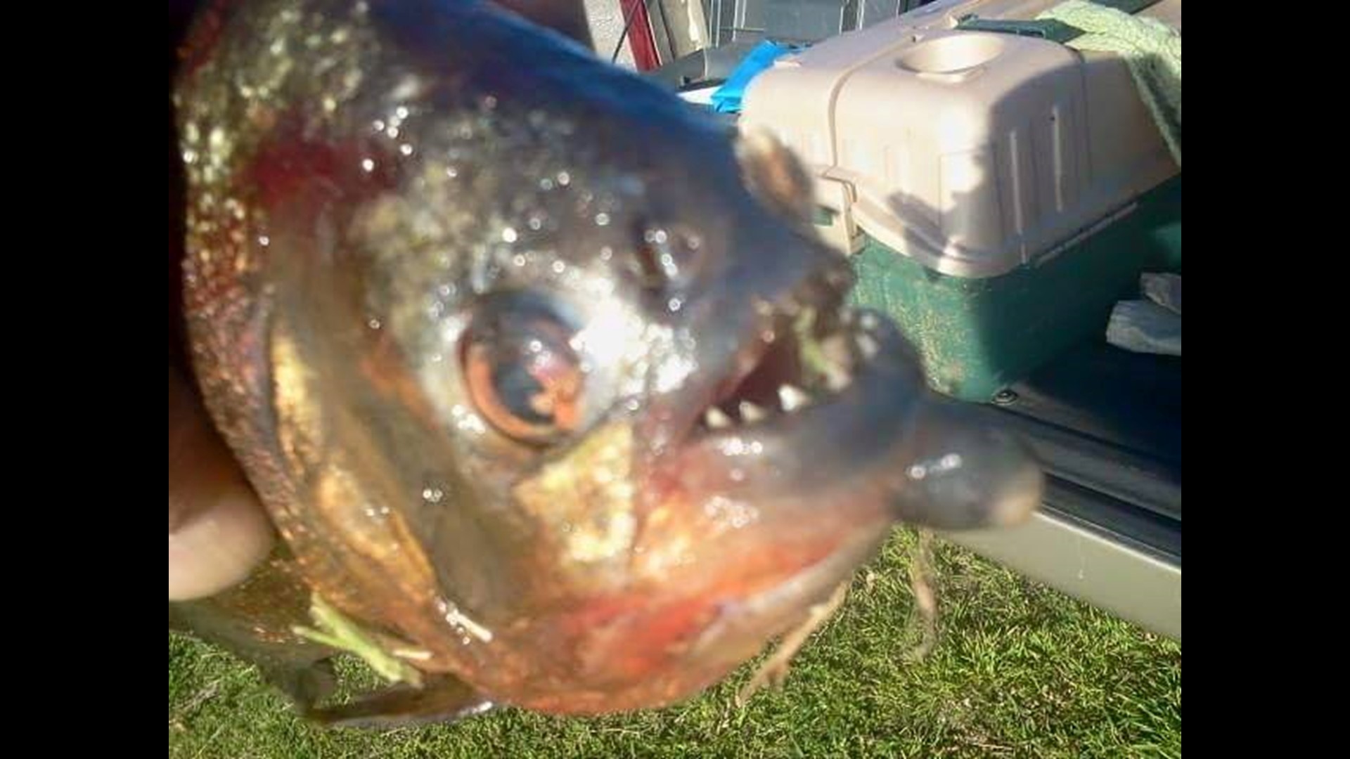 Arkansas Game And Fish Confirms Piranha Caught In Lake Bentonville ...