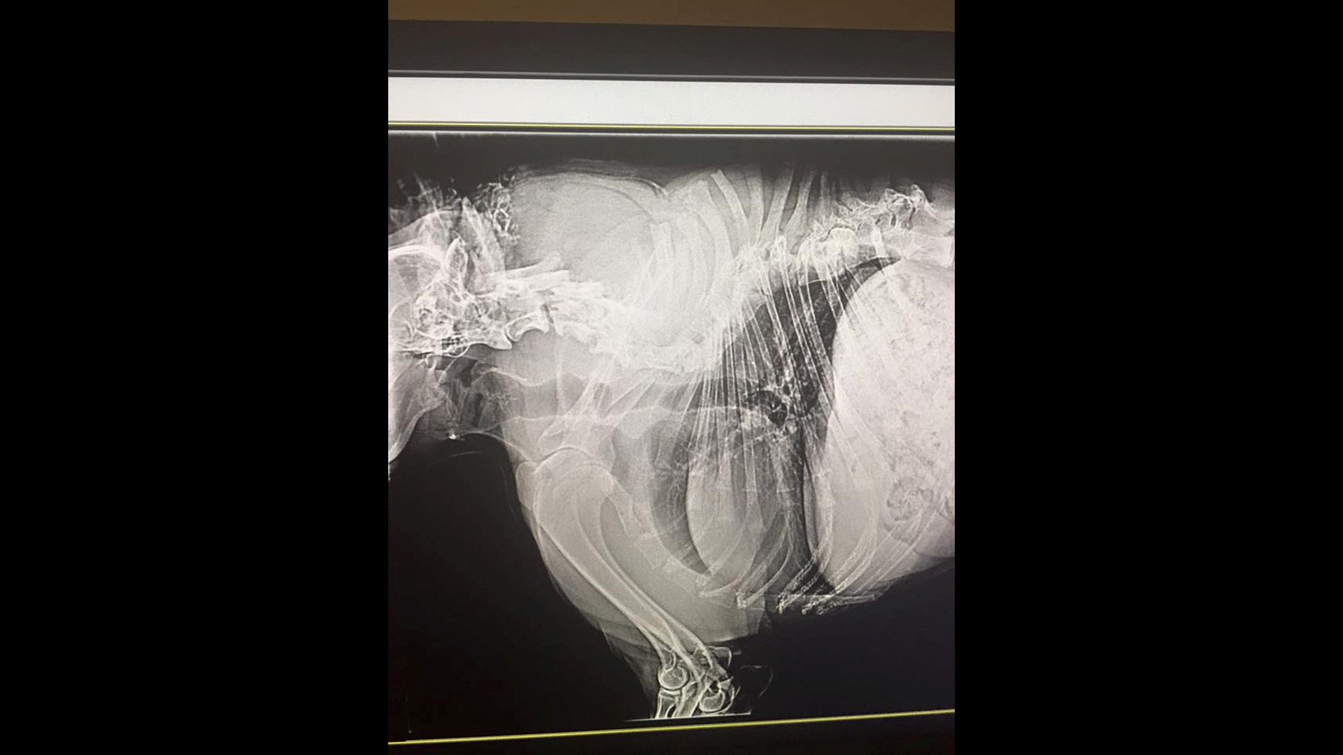 Meet Quasimodo, The Dog With The Short Spine | 5newsonline.com