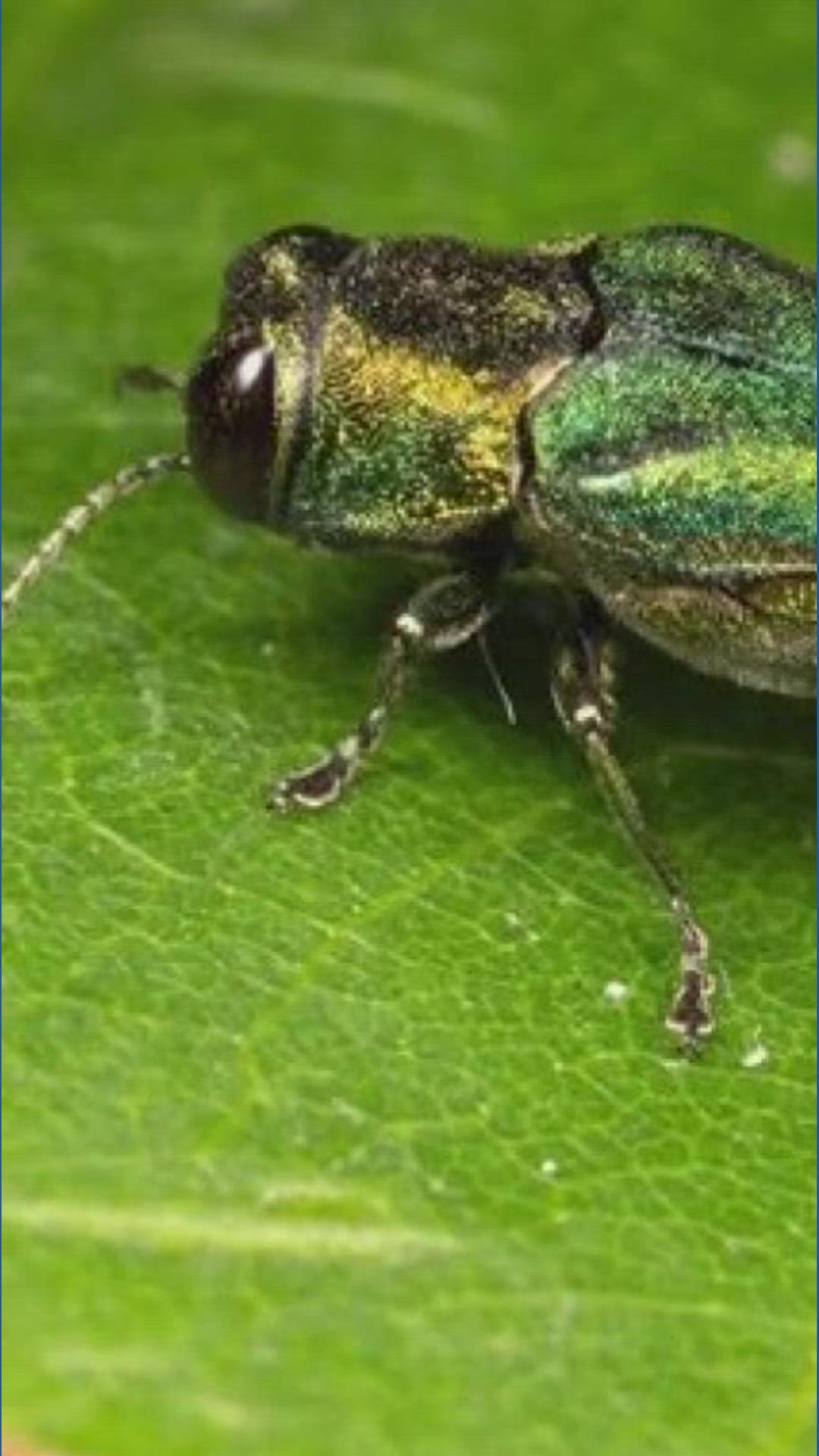 Fayetteville officials warn of invasive Emerald Ash Borer beetle ...