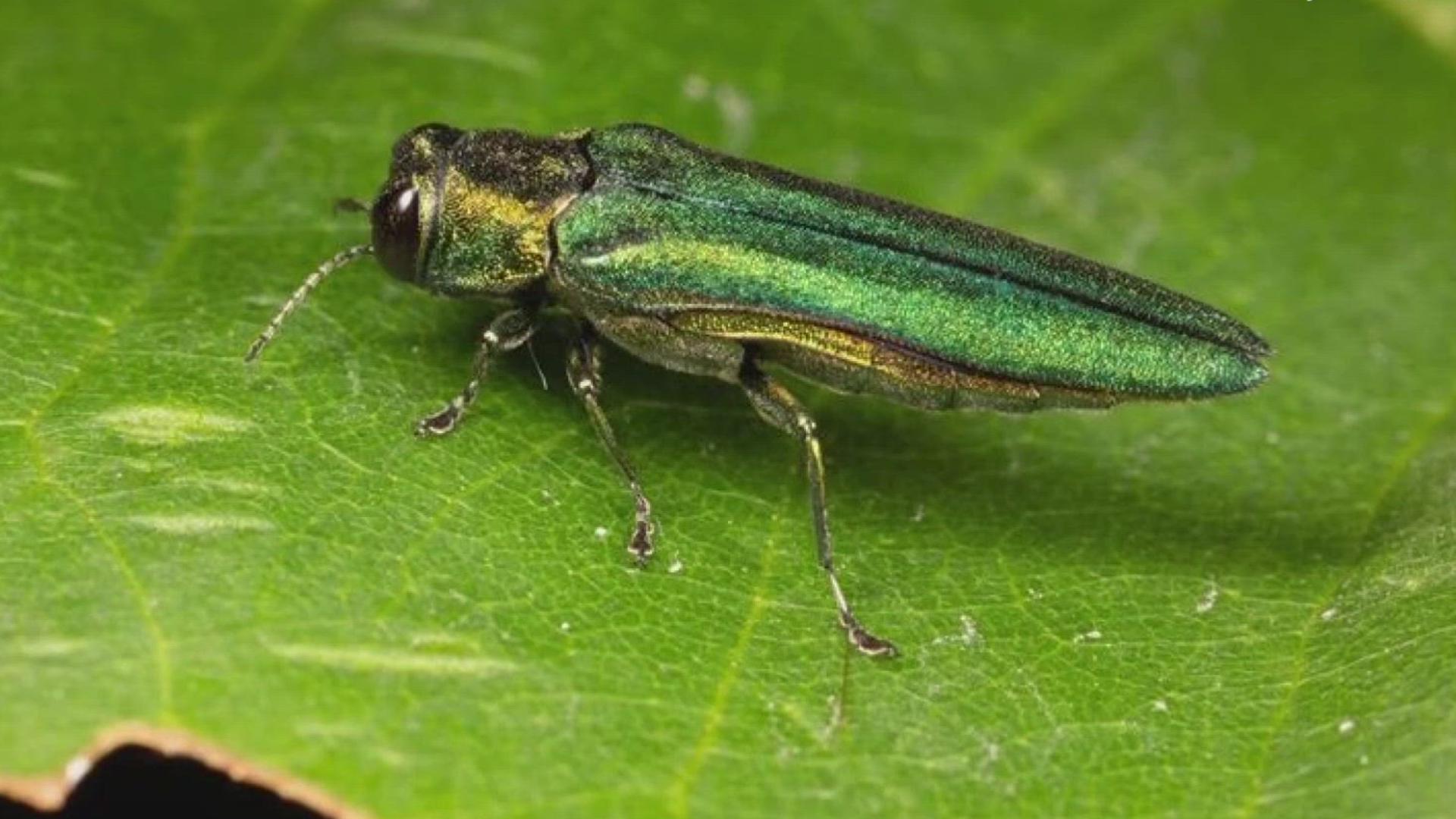 Fayetteville officials warn of invasive Emerald Ash Borer beetle ...