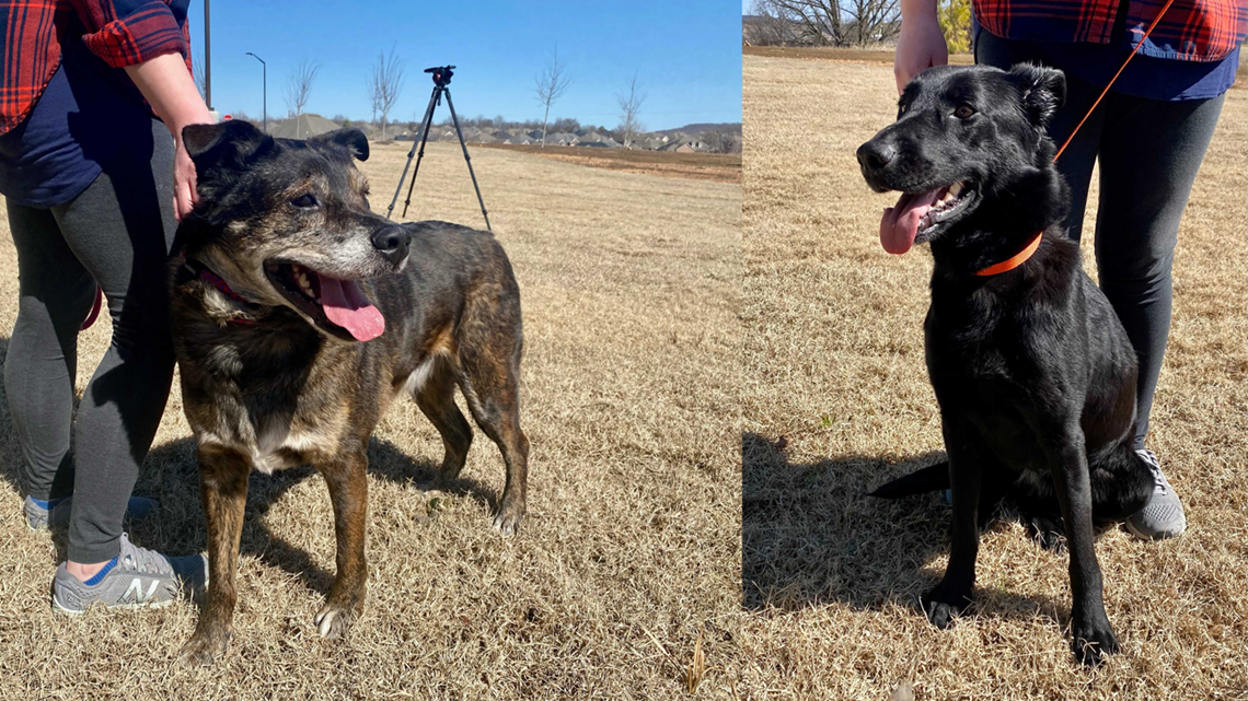 Adopt-A-Pet: Robin and Tank at Springdale Animal Services ...
