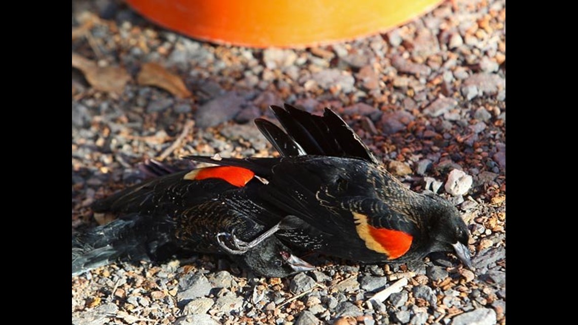 “Omens of the Apocalypse”: National Geographic Examines Beebe Birds ...
