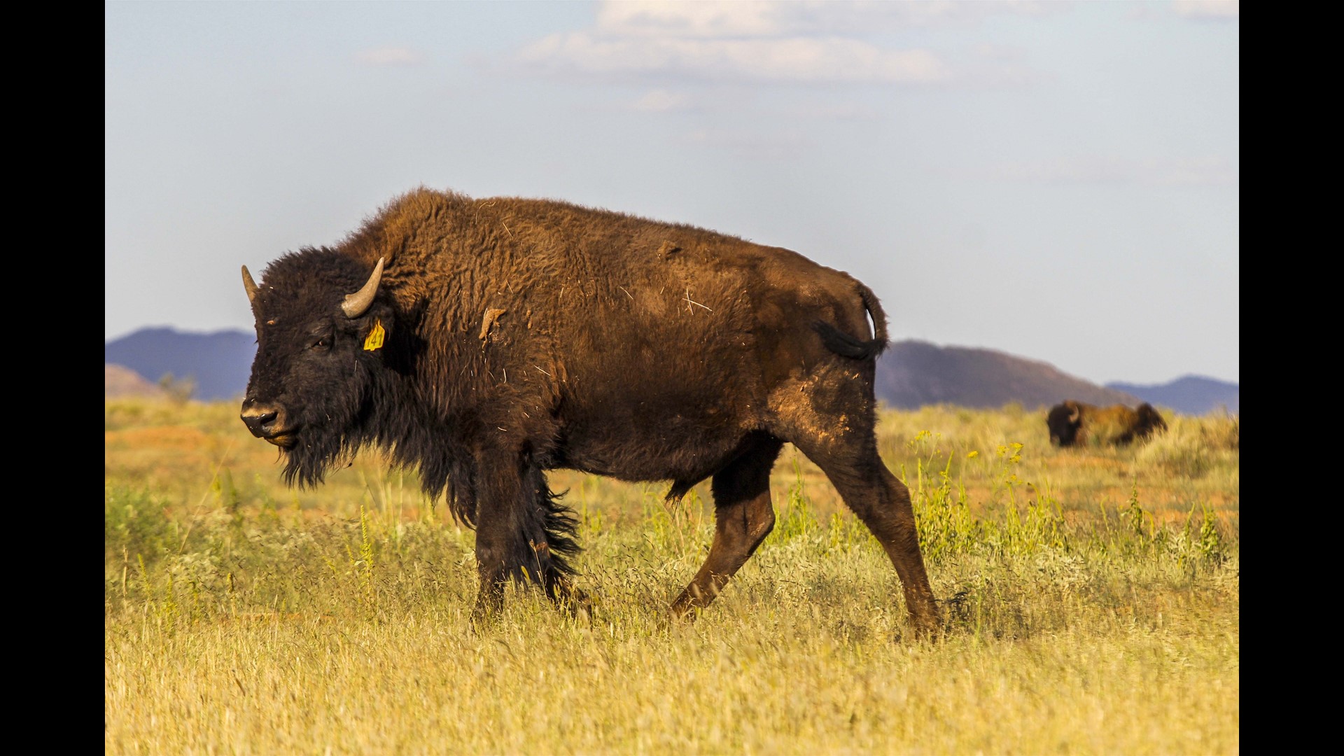 Bison Return To An Area Of Badlands National Park For The First Time In ...