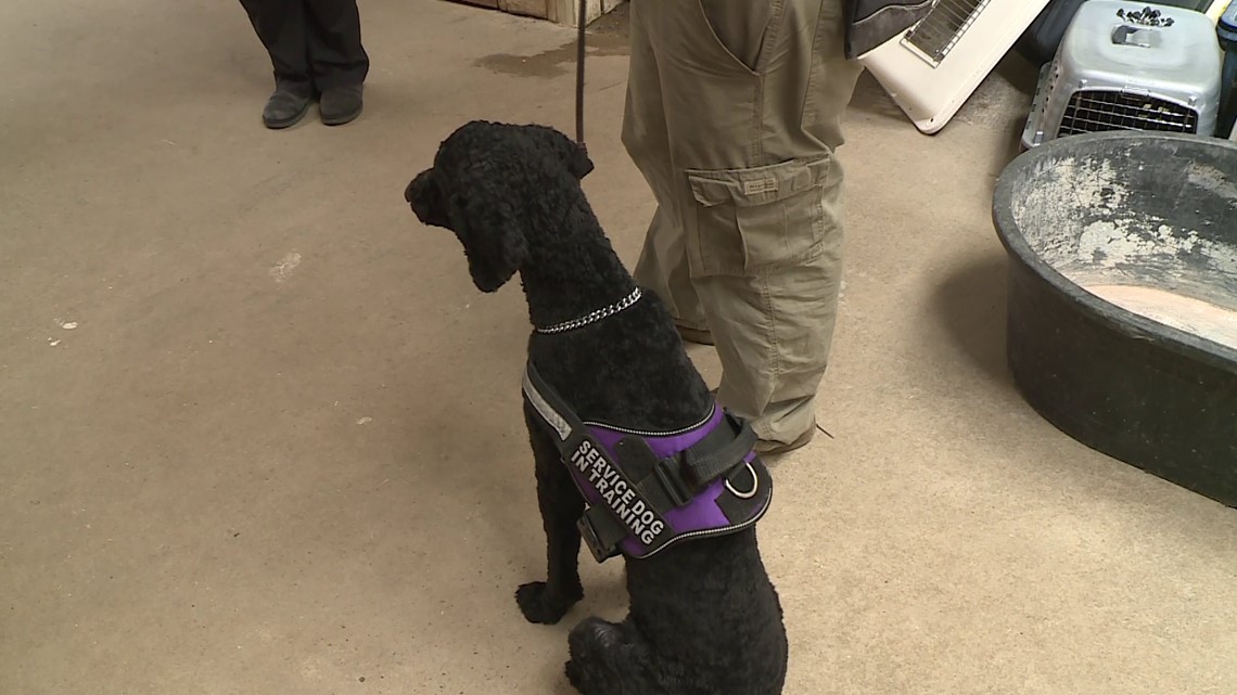 Service Dog Rules And Regulations 5newsonline service-dog-rules-and-regulations-5newsonline