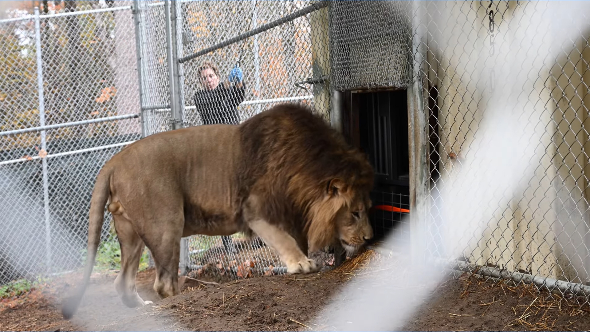Six lions rescued from Canada arrive at Turpentine Creek Wildlife ...