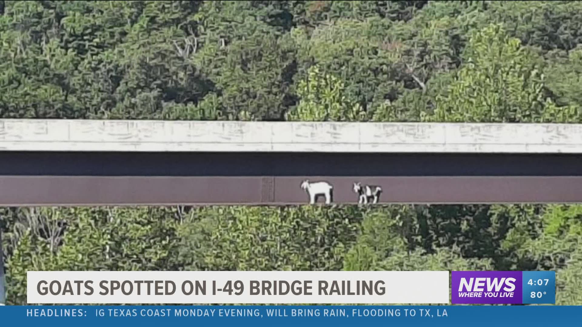 Goats Spotted on I-49 Bridge Railing | 5newsonline.com