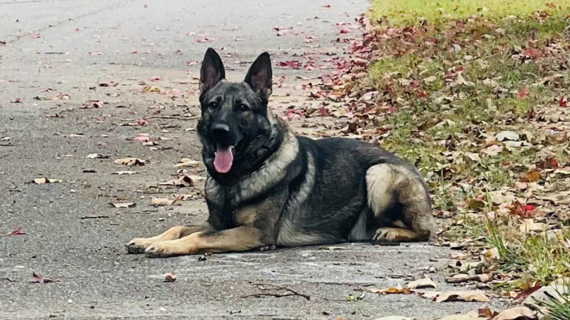 Rogers police mourning after K9 dies due to surgery complications ...