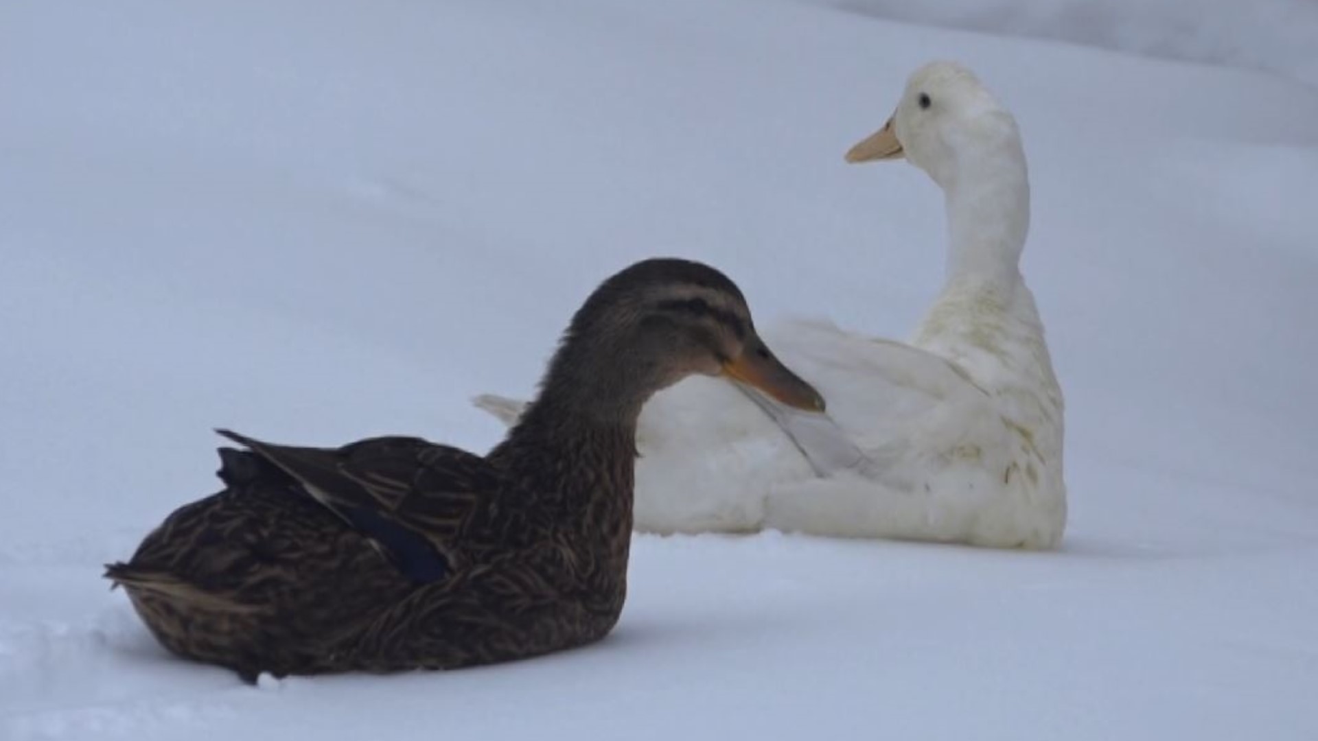 Family helps pet duck heal from the loss of her partner | 5newsonline.com