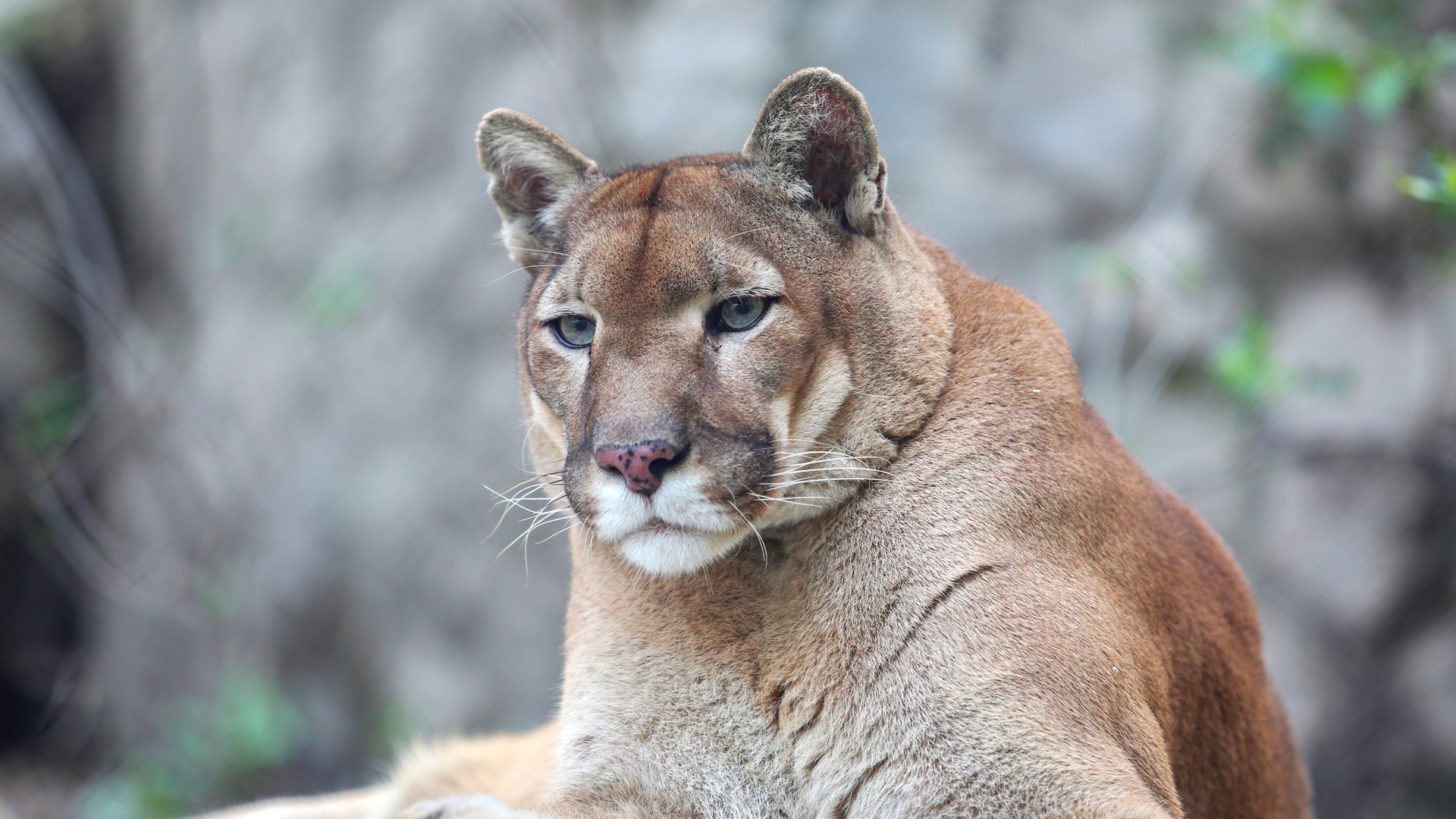 Are there mountain lions in Arkansas? | 5newsonline.com