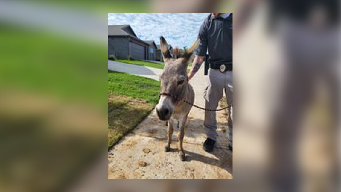 Springdale Animal Services looking for family of loose donkey ...