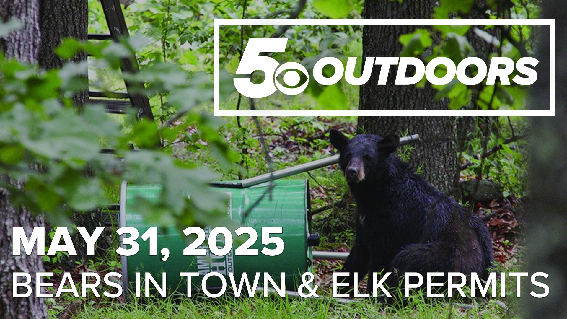 Bear sightings in Arkansas cities | 5OUTDOORS | 5newsonline.com