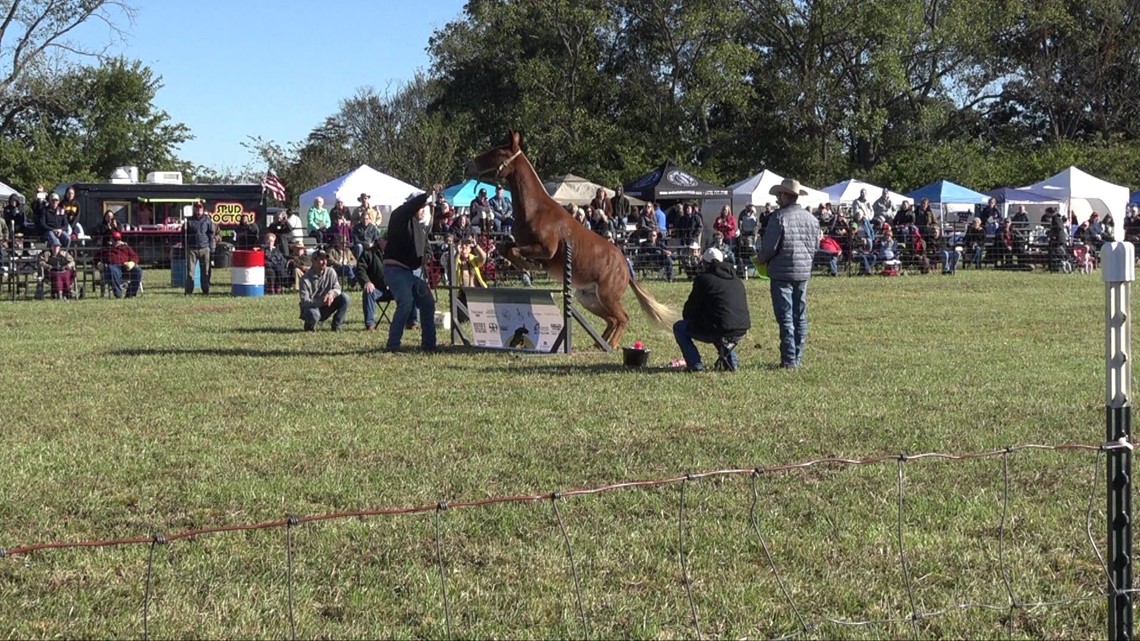 Pea Ridge Hosts Annual Mule Jump | 5newsonline.com