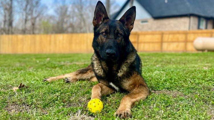 Officer Powell becomes Bentonville's first female K9 handler ...